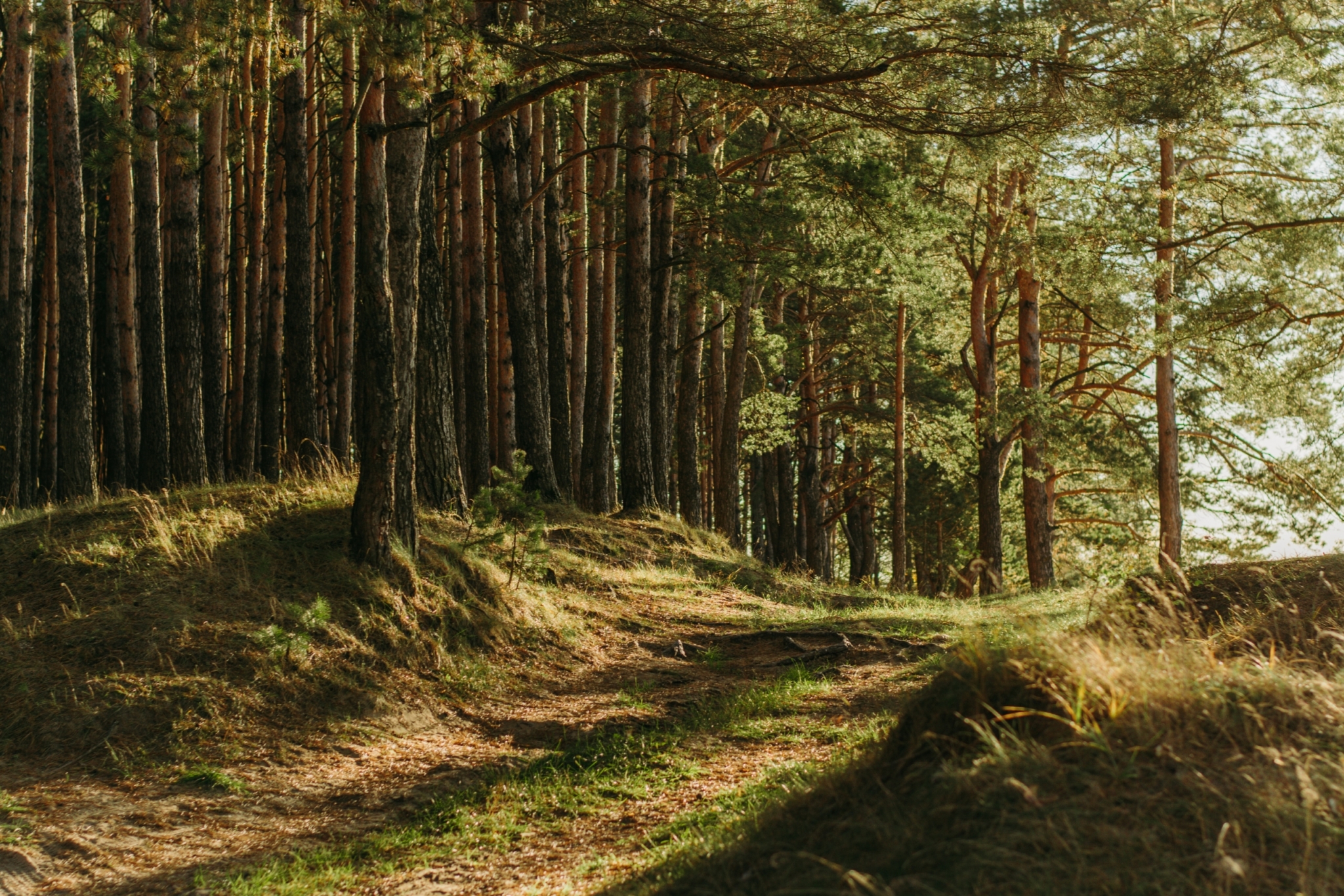50 Beautiful Examples of Tree Photography | The Jotform Blog