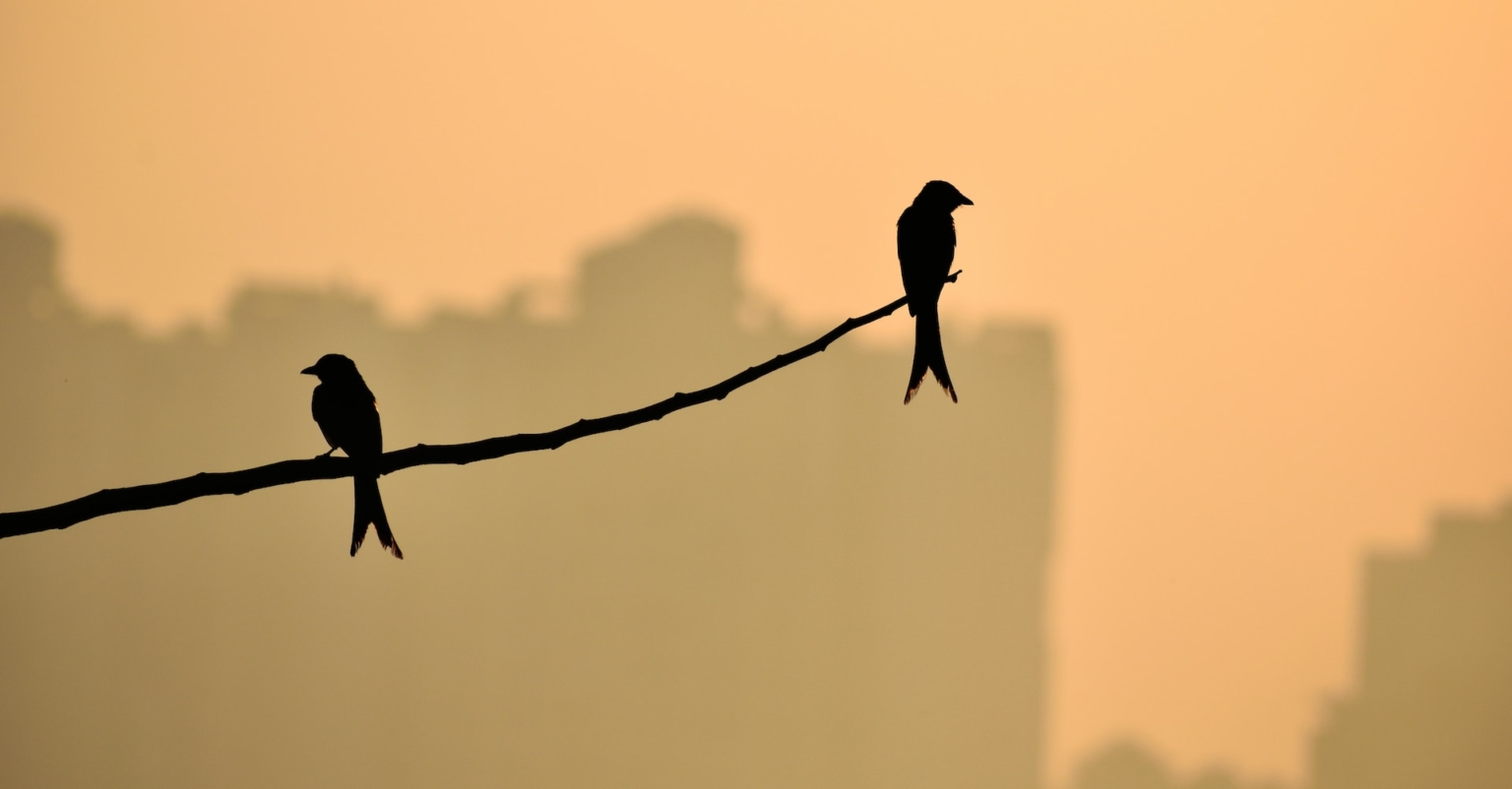 50 High Quality Examples Of Silhouette Photography | The Jotform Blog