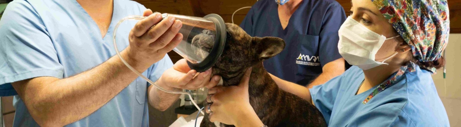 Does HIPAA apply to animals? | The Jotform Blog