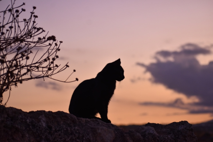 50 High Quality Examples Of Silhouette Photography | The Jotform Blog