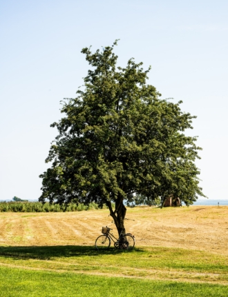 50 Beautiful Examples of Tree Photography | The Jotform Blog