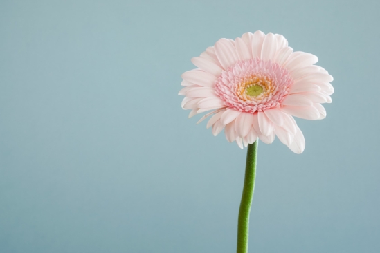 50 Beautiful Examples of Flower Photography | The Jotform Blog