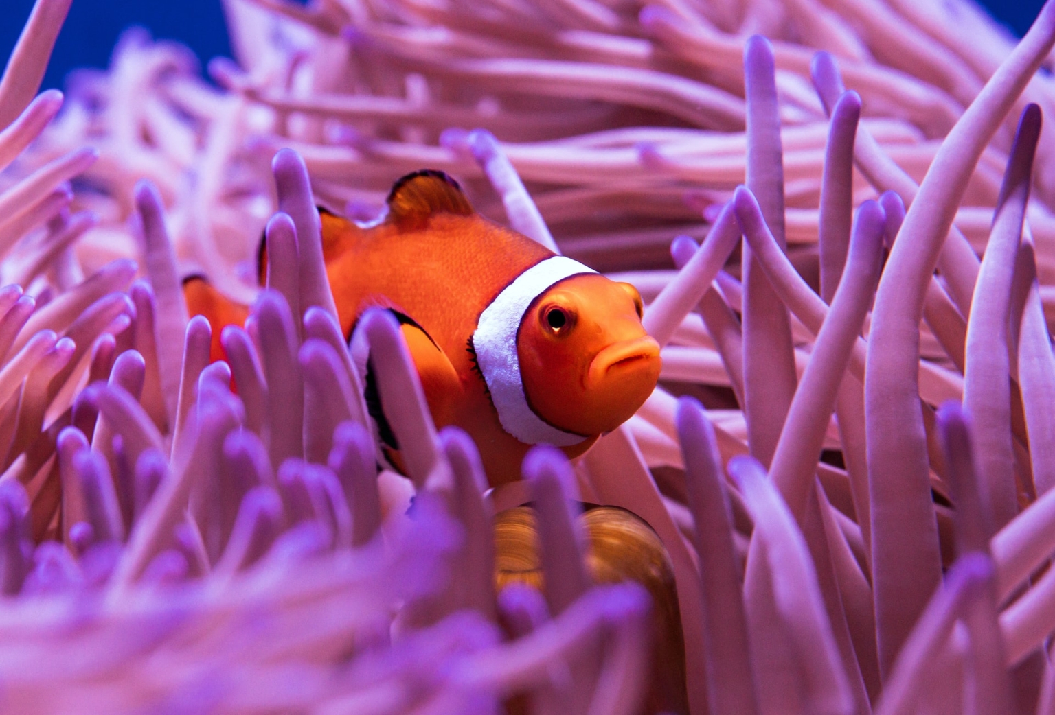40 Beautiful And Amazing Aquatic Life Photos | The Jotform Blog