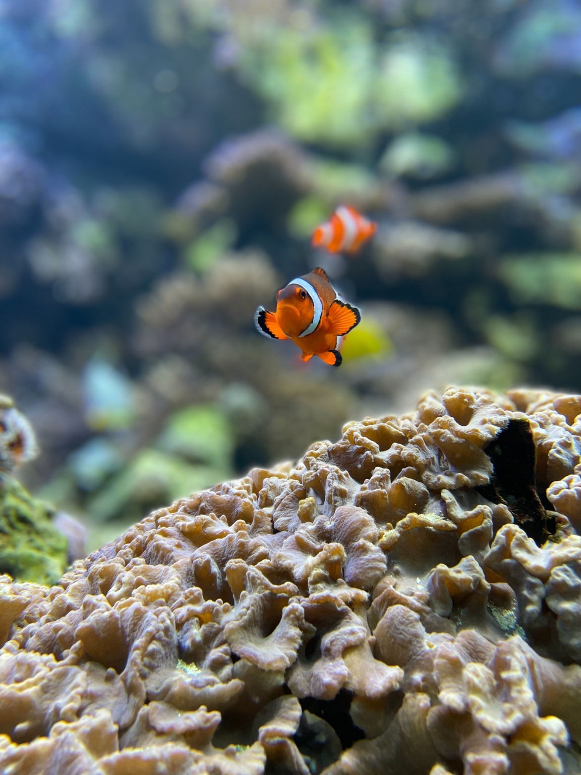40 Beautiful And Amazing Aquatic Life Photos | The Jotform Blog