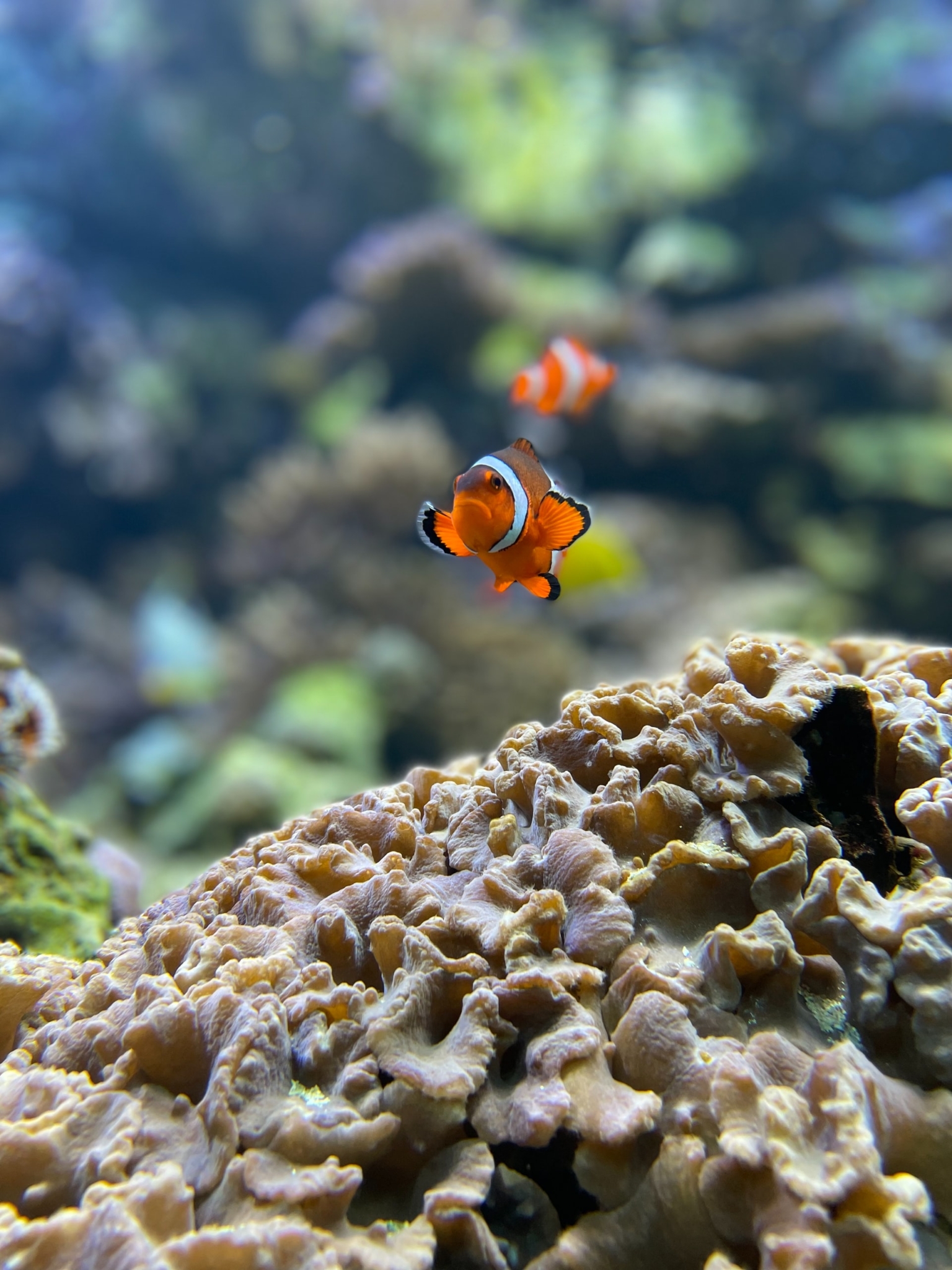 40 Beautiful And Amazing Aquatic Life Photos | The Jotform Blog