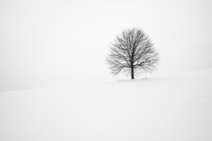 50 Beautiful Examples of Tree Photography | The Jotform Blog