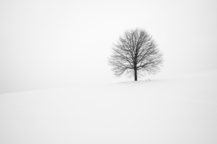 50 Beautiful Examples of Tree Photography | The Jotform Blog