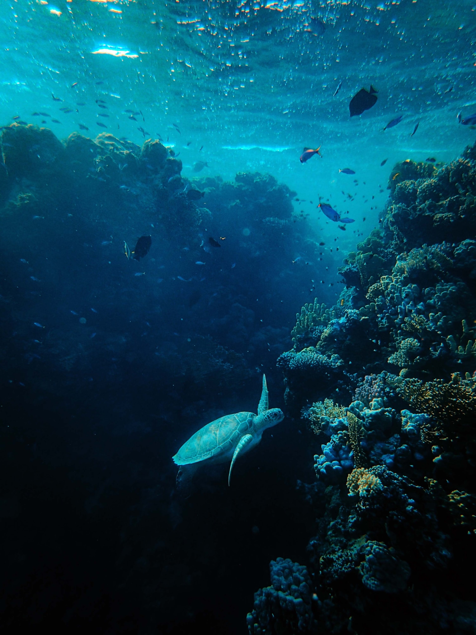 40 Beautiful And Amazing Aquatic Life Photos | The Jotform Blog