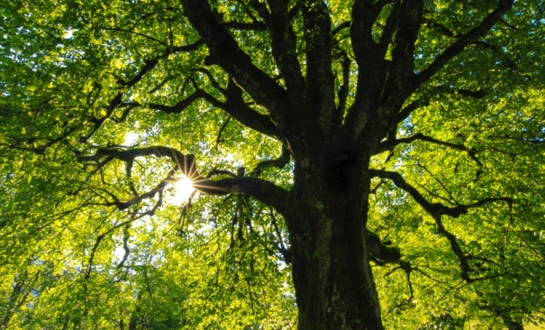 50 Beautiful Examples of Tree Photography | The Jotform Blog