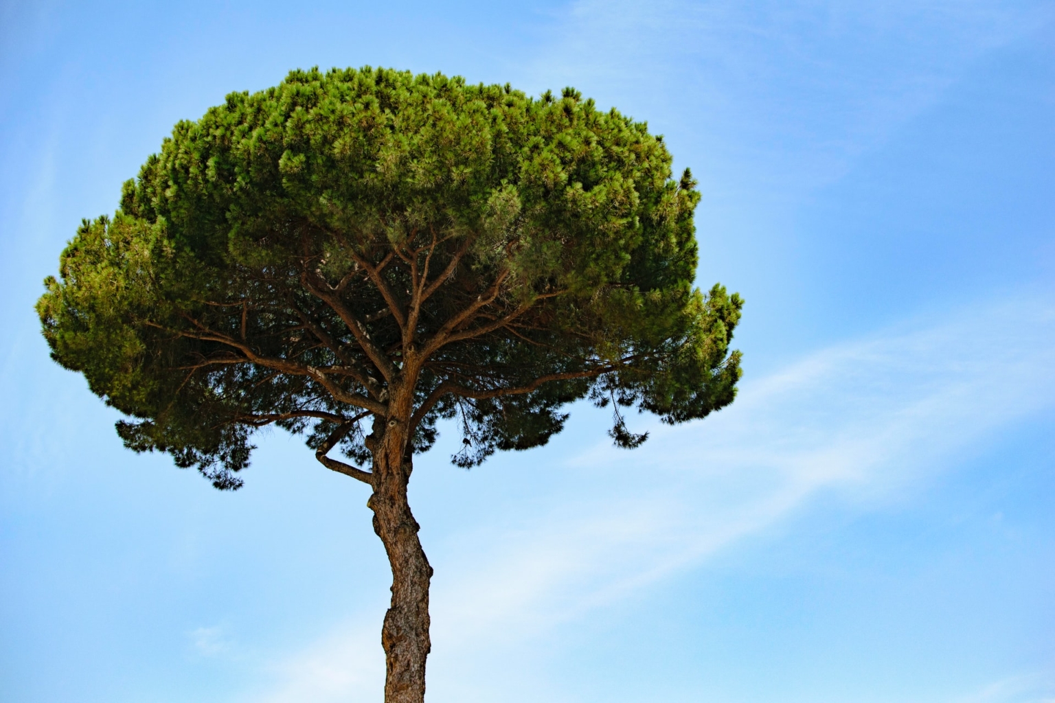 50 Beautiful Examples of Tree Photography | The Jotform Blog