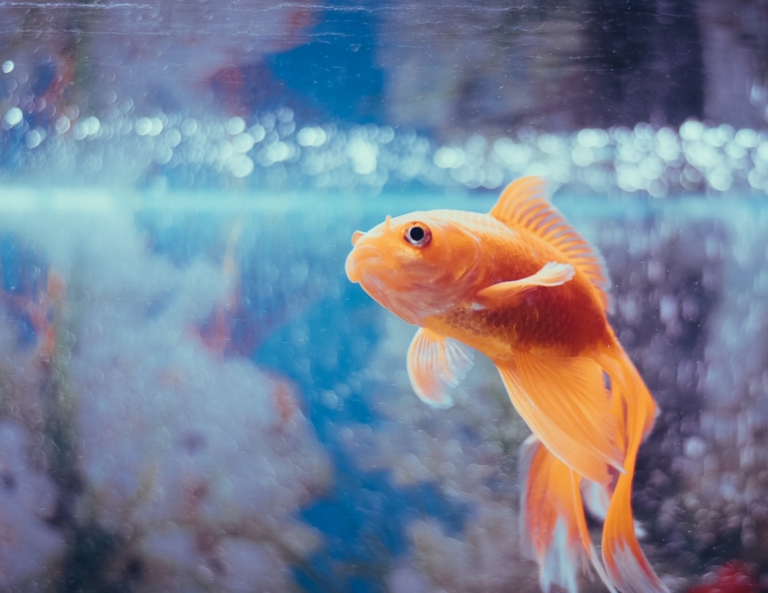 40 Beautiful And Amazing Aquatic Life Photos | The Jotform Blog