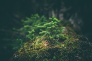 50 Beautiful Examples of Tree Photography | The Jotform Blog