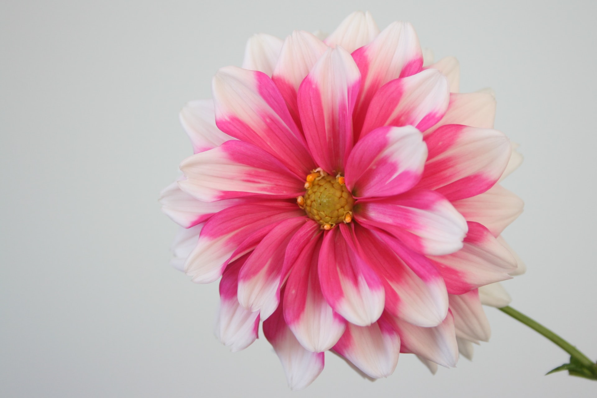50 Beautiful Examples of Flower Photography | The Jotform Blog