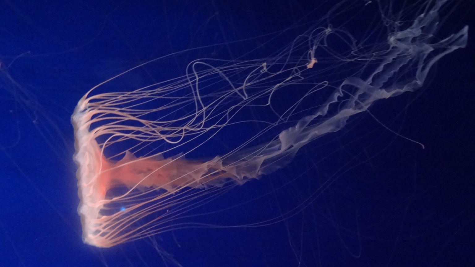 40 Beautiful And Amazing Aquatic Life Photos | The Jotform Blog