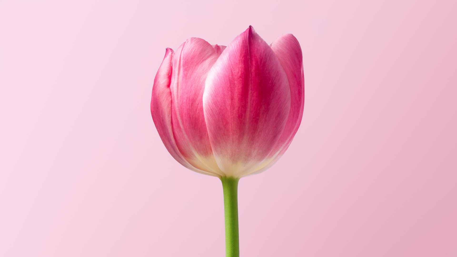 50 Beautiful Examples of Flower Photography | The Jotform Blog