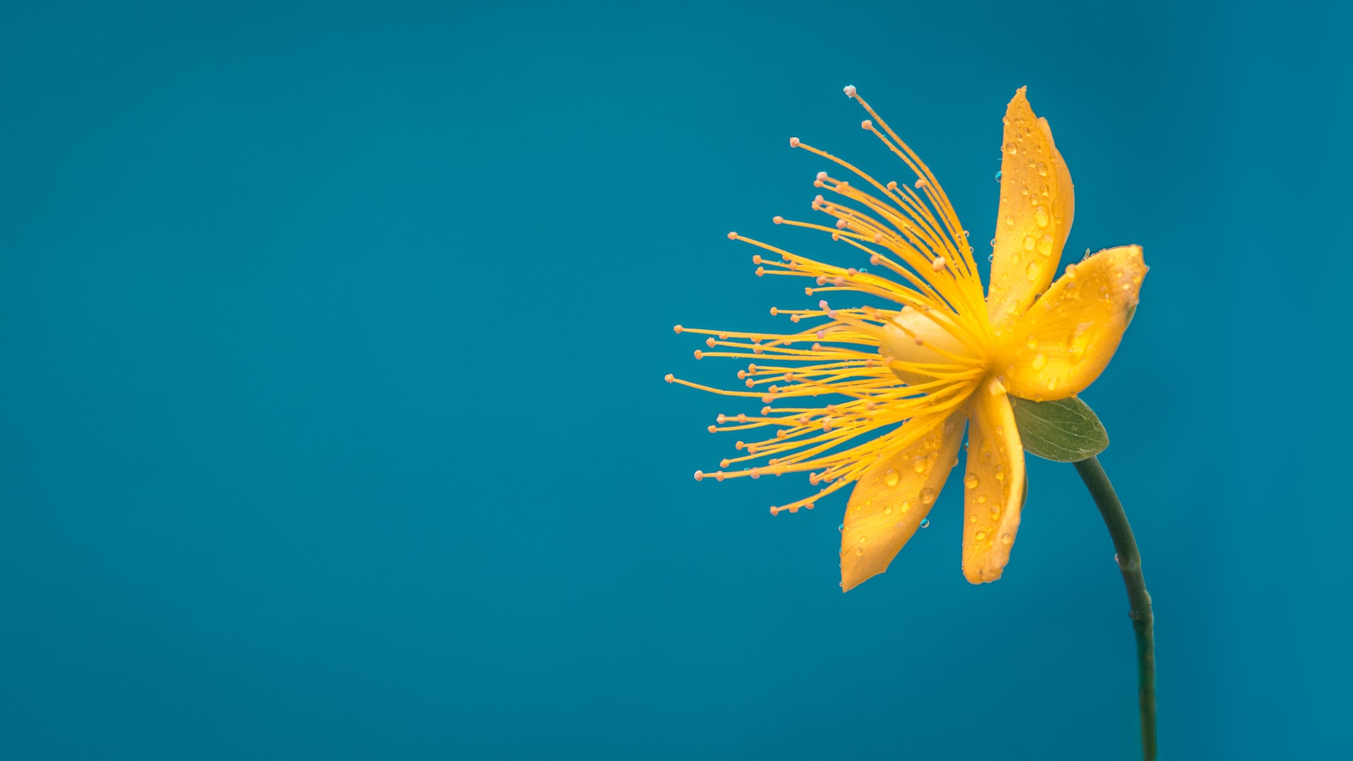50 Beautiful Examples of Flower Photography | The Jotform Blog