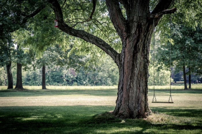 50 Beautiful Examples of Tree Photography | The Jotform Blog