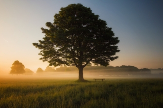 50 Beautiful Examples of Tree Photography | The Jotform Blog
