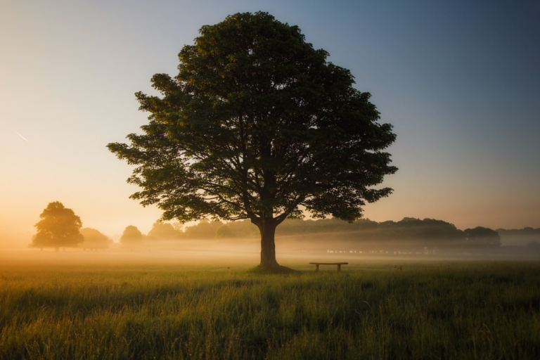 50 Beautiful Examples of Tree Photography | The Jotform Blog