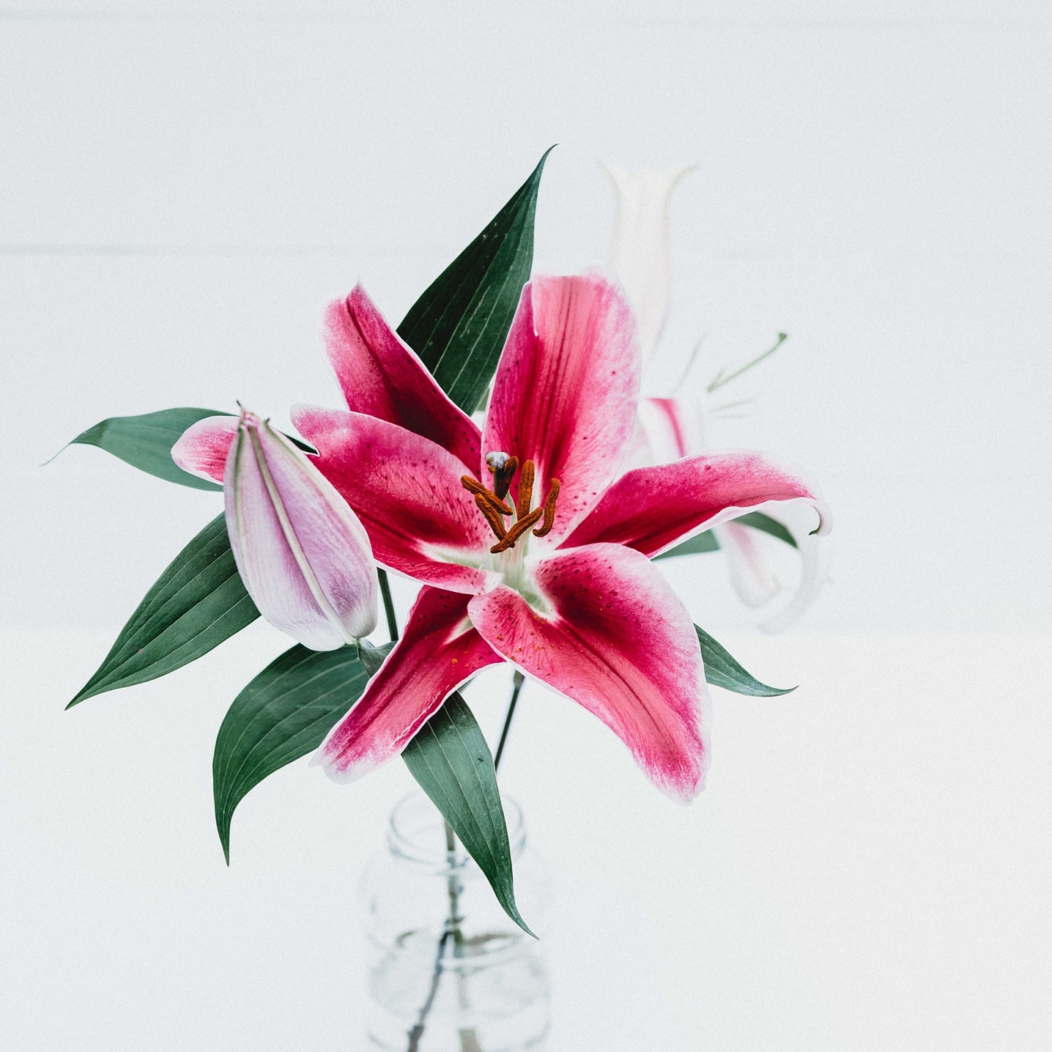 50 Beautiful Examples of Flower Photography | The Jotform Blog