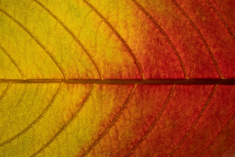 The Big Collection Of Free Background Textures | The Jotform Blog