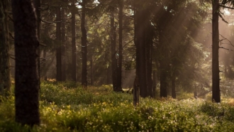 50 Beautiful Examples of Tree Photography | The Jotform Blog