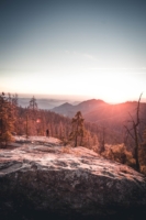 50 Beautiful Examples of Tree Photography | The Jotform Blog