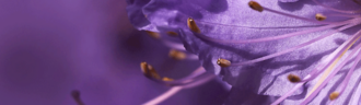 How to make a header image for Google Forms: Ideal image size and ...