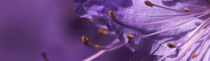 How to make a header image for Google Forms: Ideal image size and ...